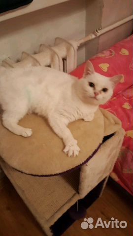 Белая кошечка Белочка 2года стерилизованная