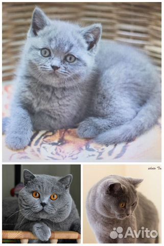 Британский котенок Опус для состоятельных и щедрых