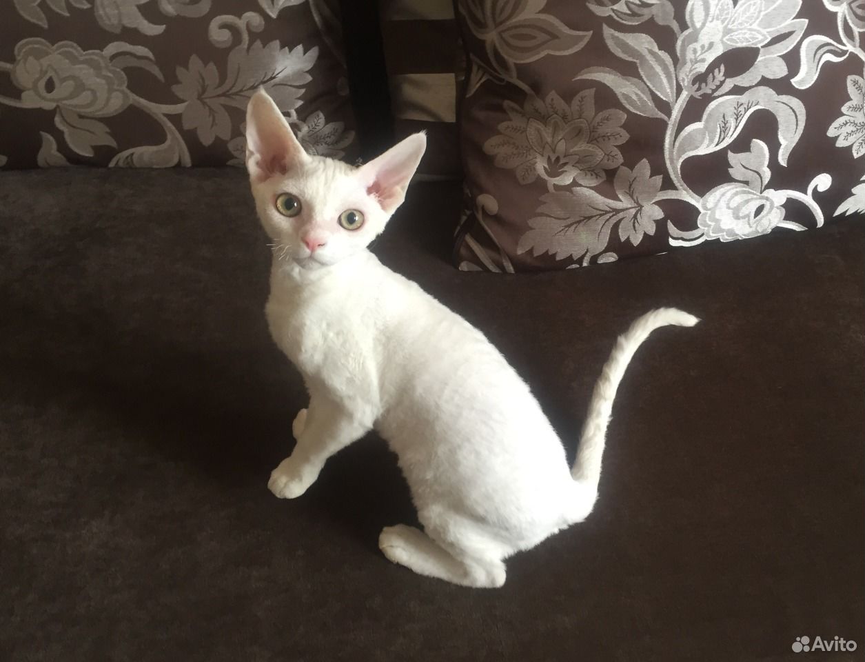 Котик Ландис готов к переезду