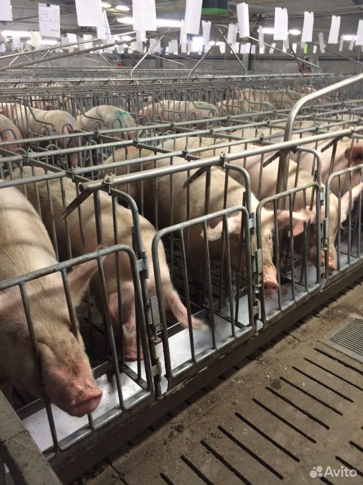 Свиноматки