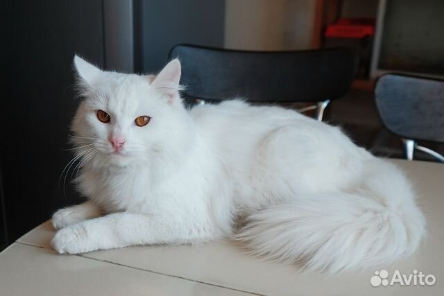Красавица- ангорка ищет дом