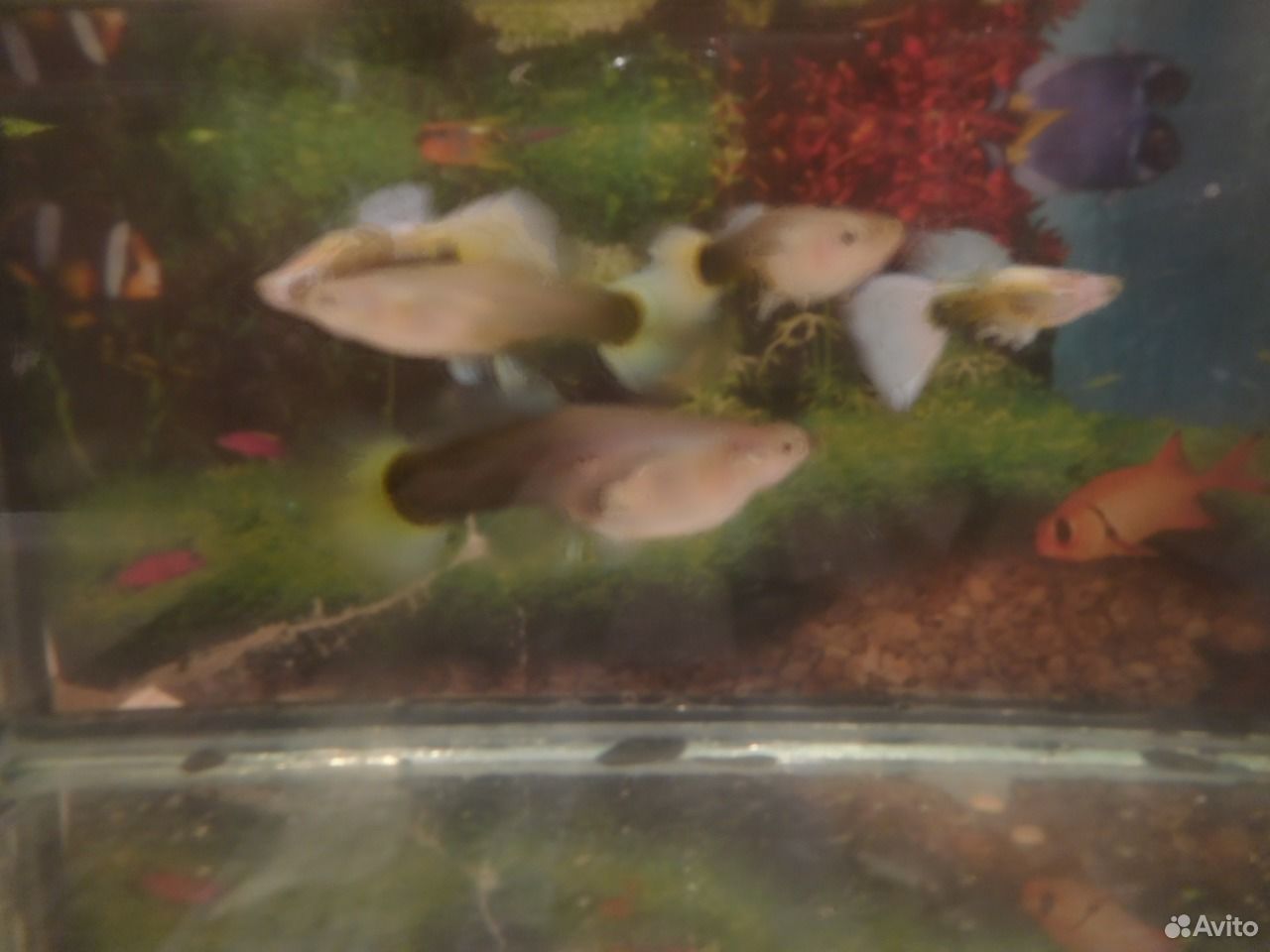 Гуппи канадцы