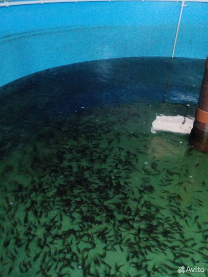 Сом клариевый. Малек африканского сома