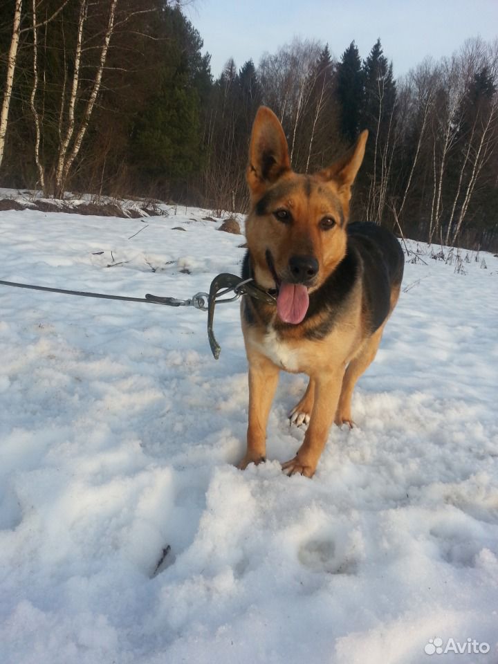 Ищет дом Альма