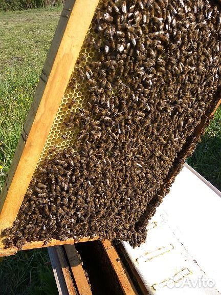Продам пчелосемьи, рои, отводки, маток (карпатка)