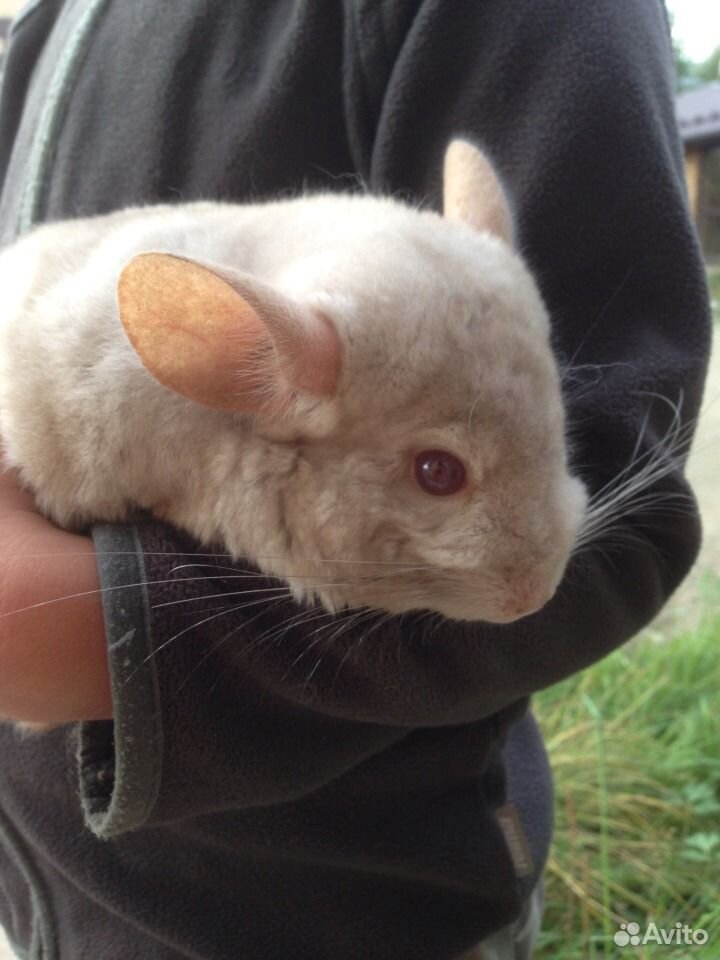 Шиншиллы -пары и по одной