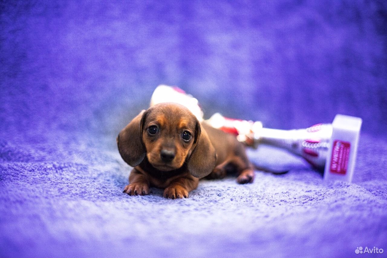 Очаровашка такса кроличья