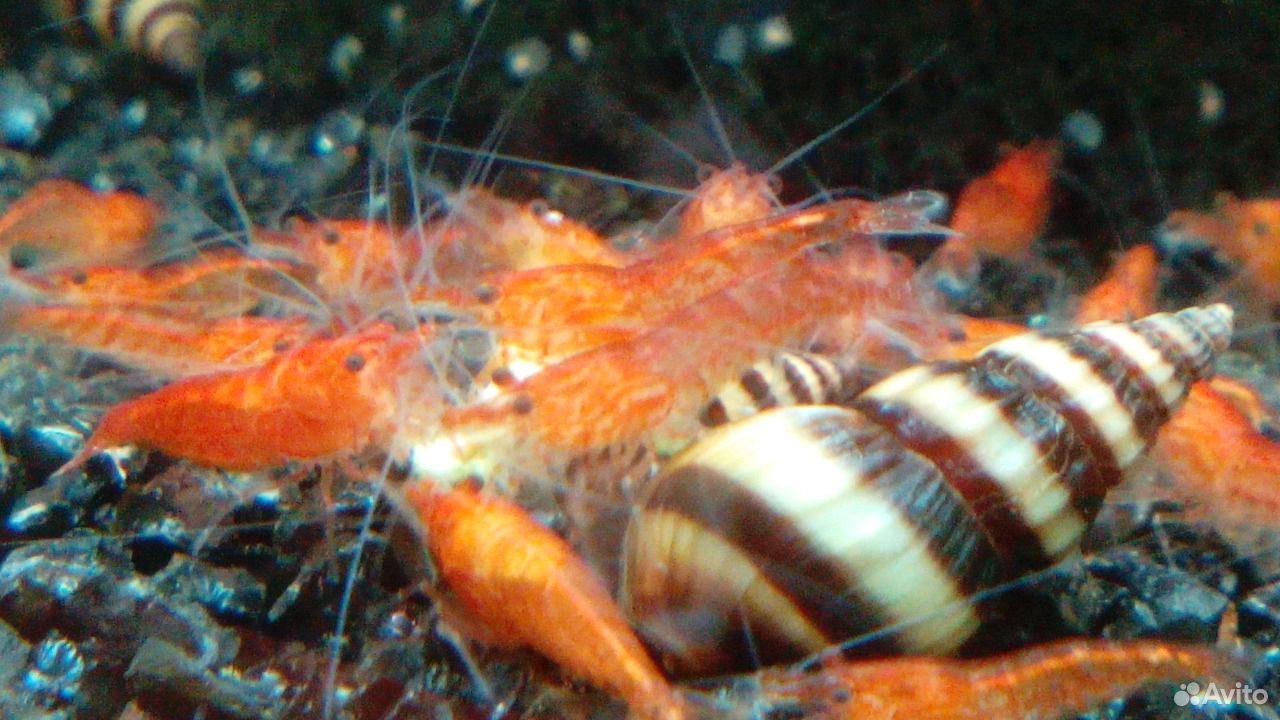 Креветки Cherry