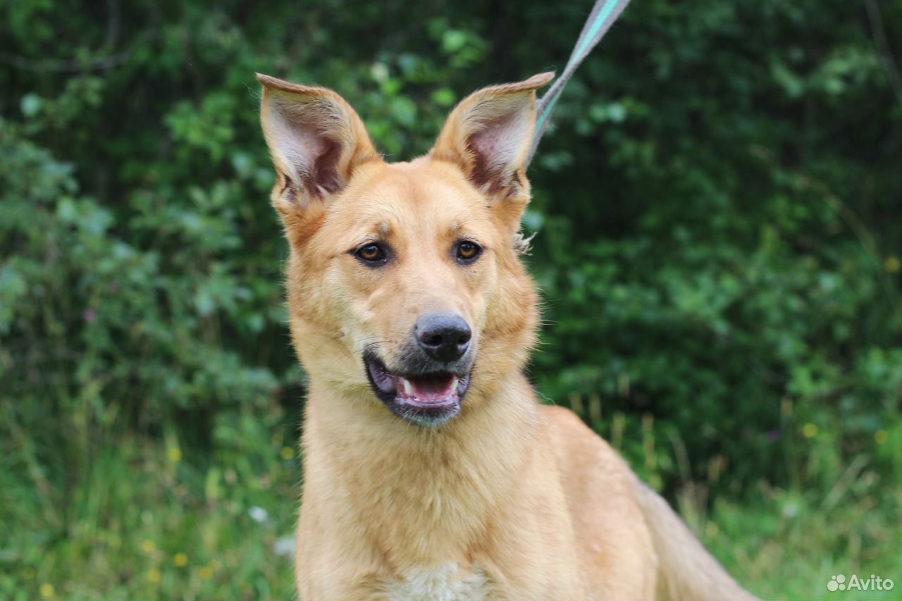 Красавица Шери ищет дом