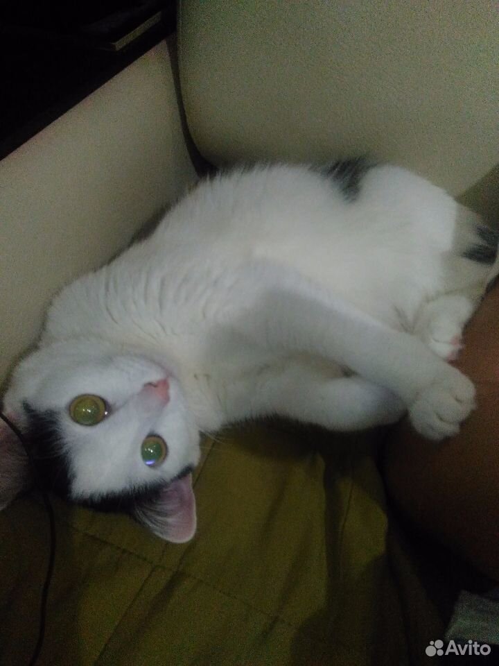 Красотка-мышеловка