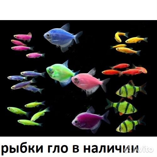 Рыбки Генные: Тернеции,Данио,Барбусы