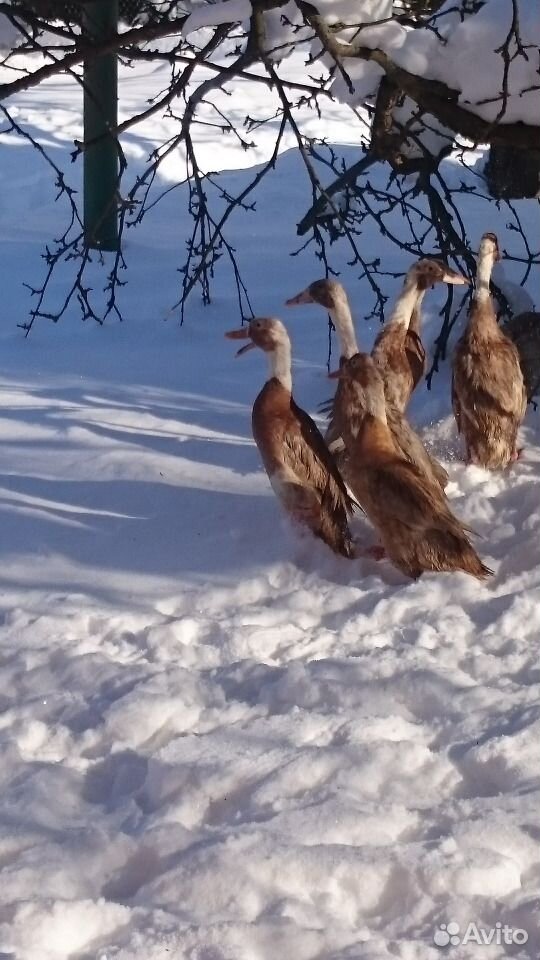 Индийский бегунок абрикосово-белый арлекино