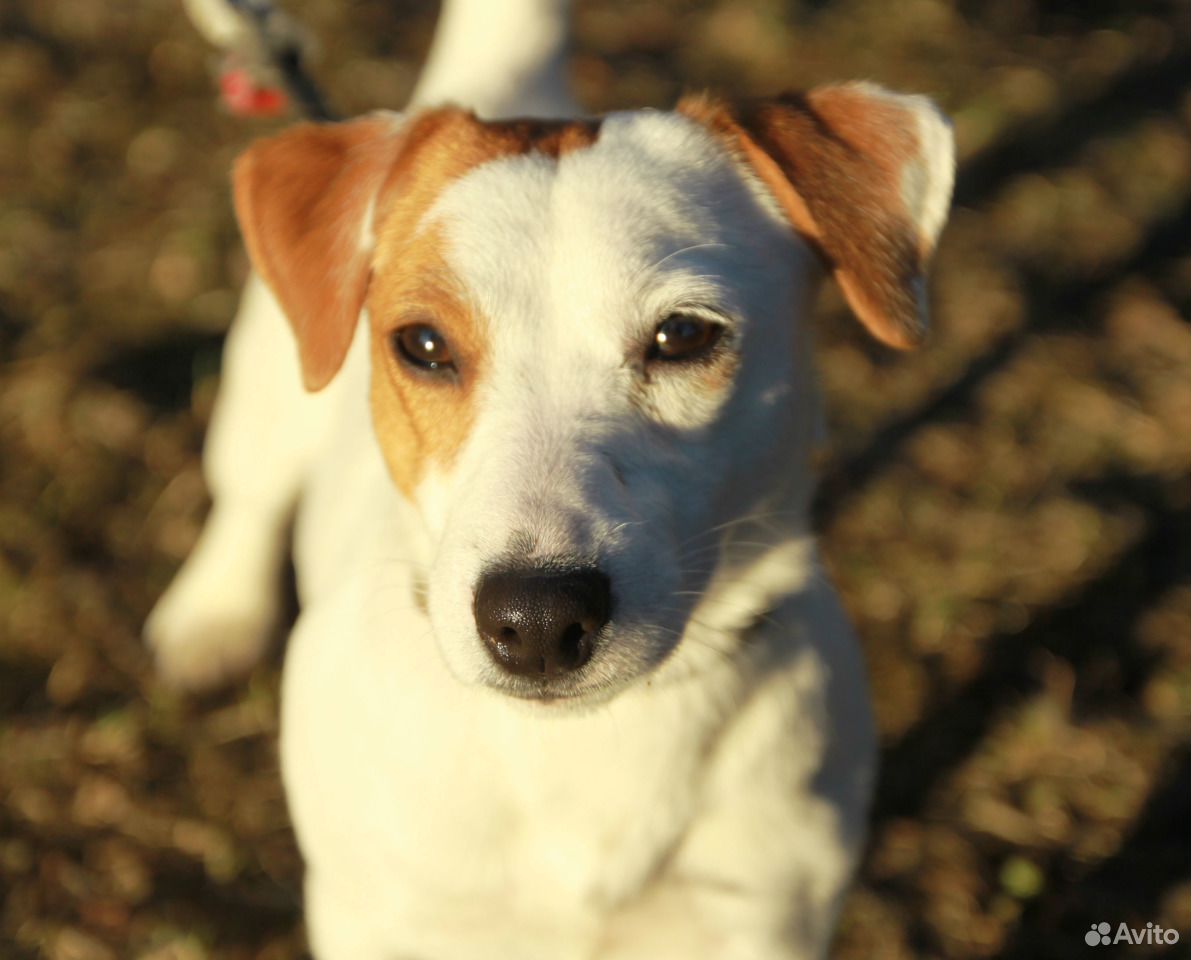 Вязка Джек Расселы кобели, гладкие и брокины.Щенки