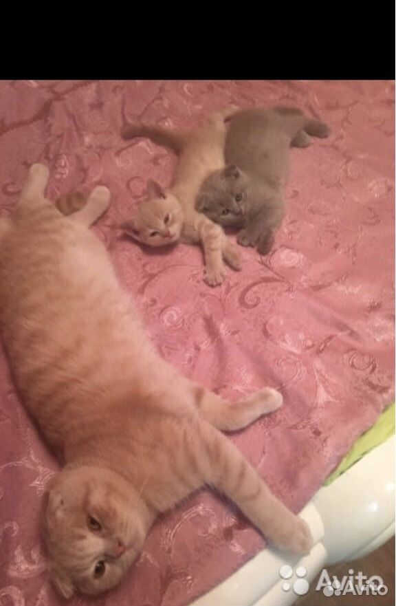 Котята