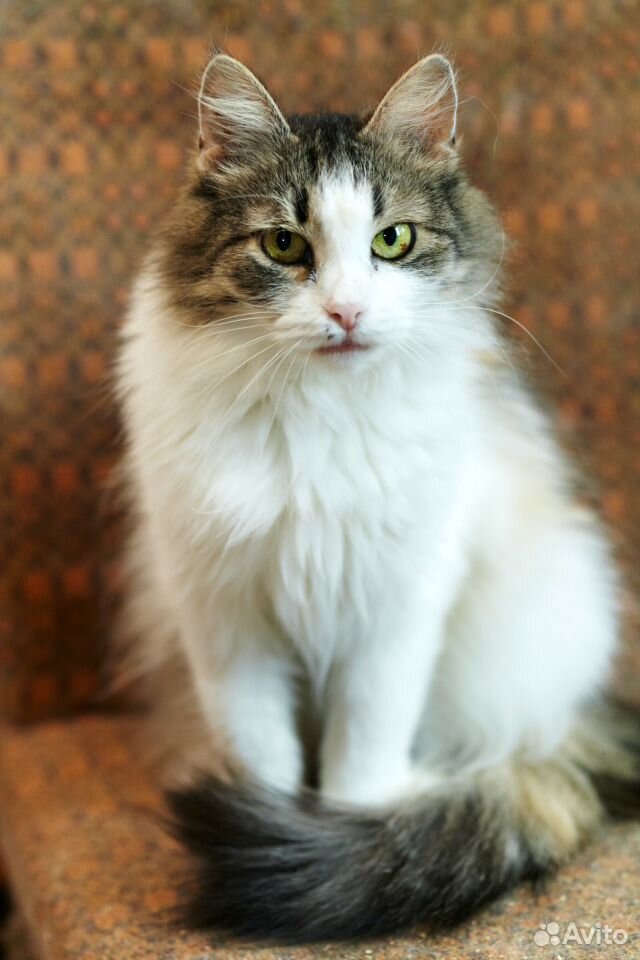 Кошка Шура ищет дом
