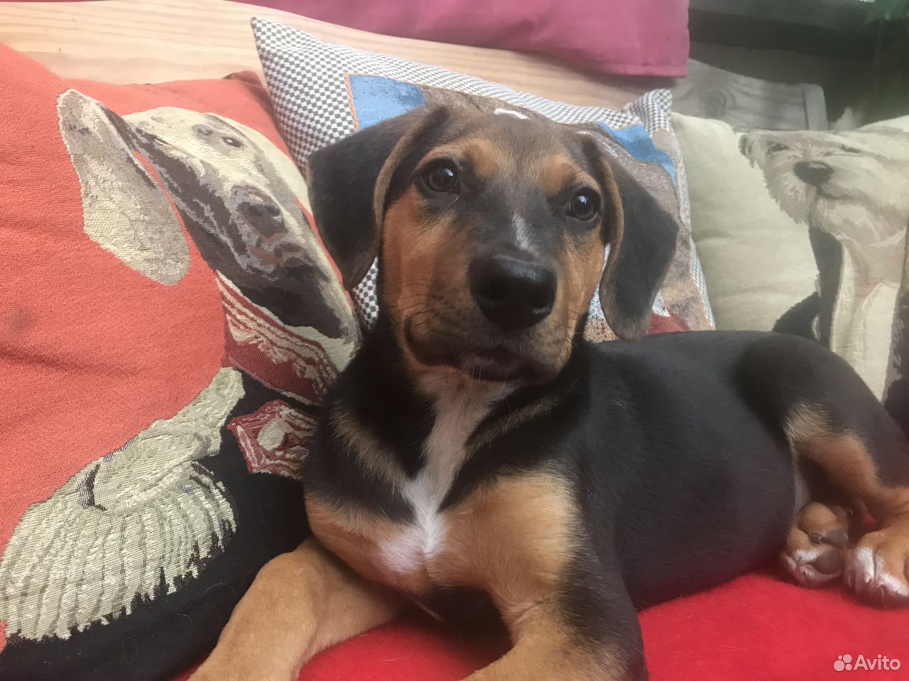 Макс - щенок в дар