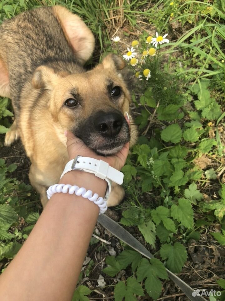 Собака. Девочка. Стерильна. Бесплатно