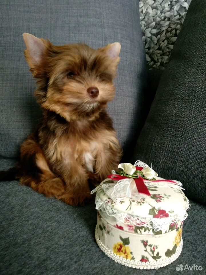 Биверы, биро и шоколад