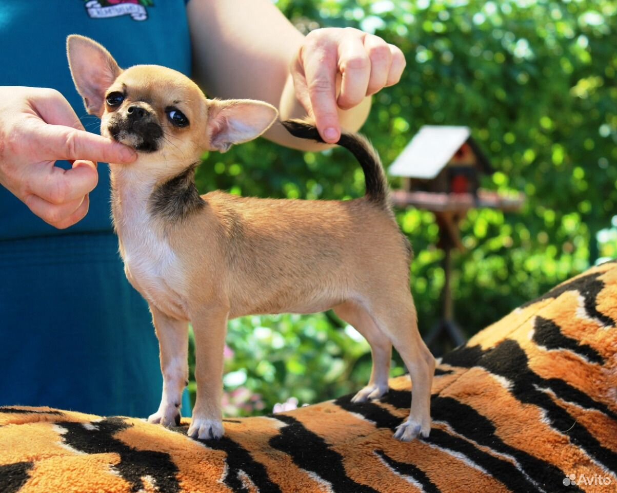 Девочки чихуахуа небольшие очень красивые
