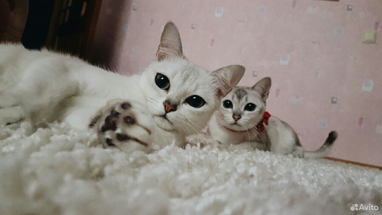 Котята редкой породы бурмилла