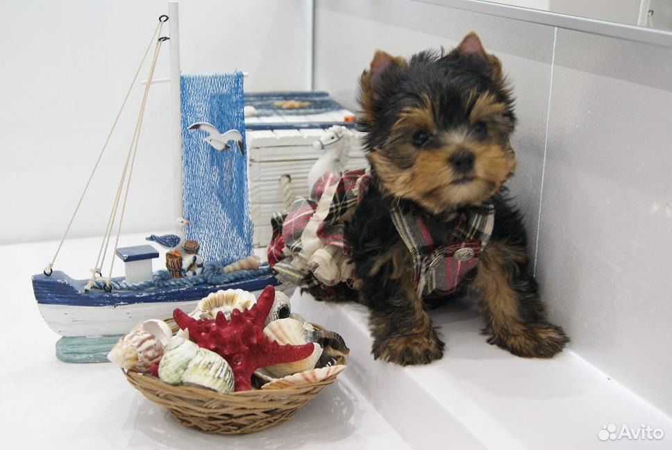 Очаровательная, солнечная малышка йорочка