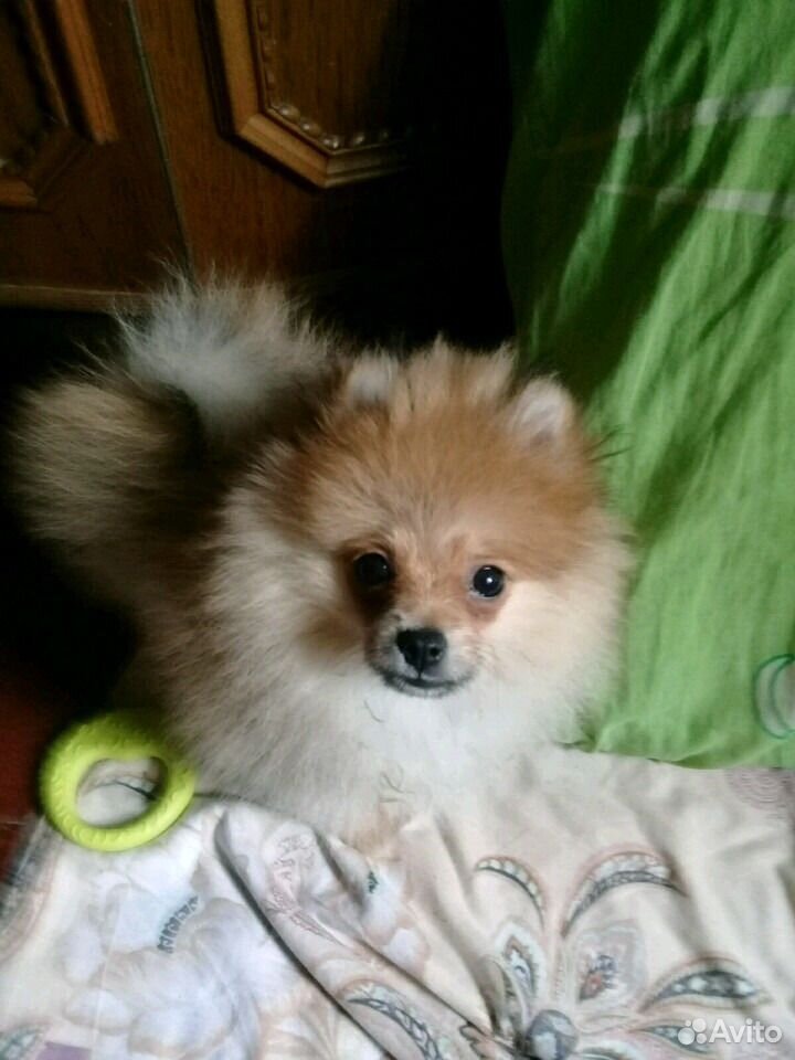 Мини шпиц