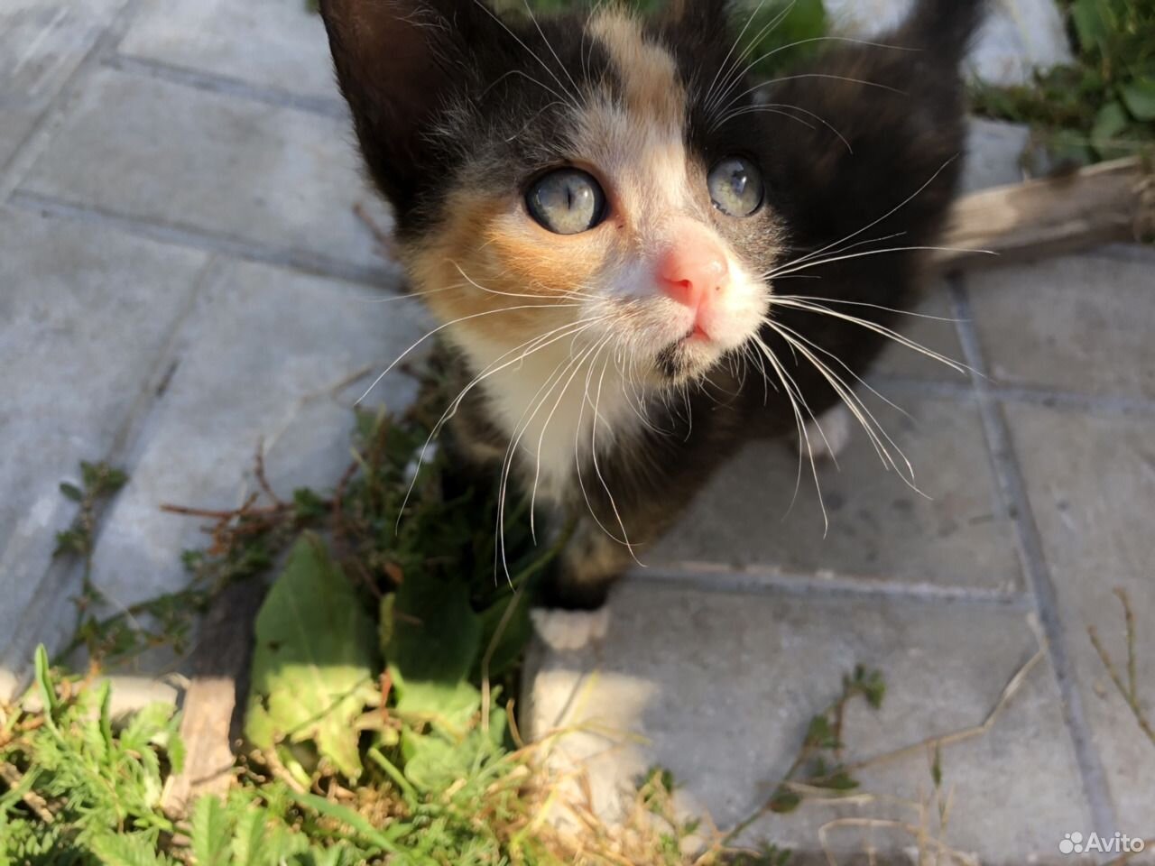 Милые котята ищут дом