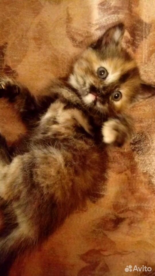 Живое плюшевое чудо