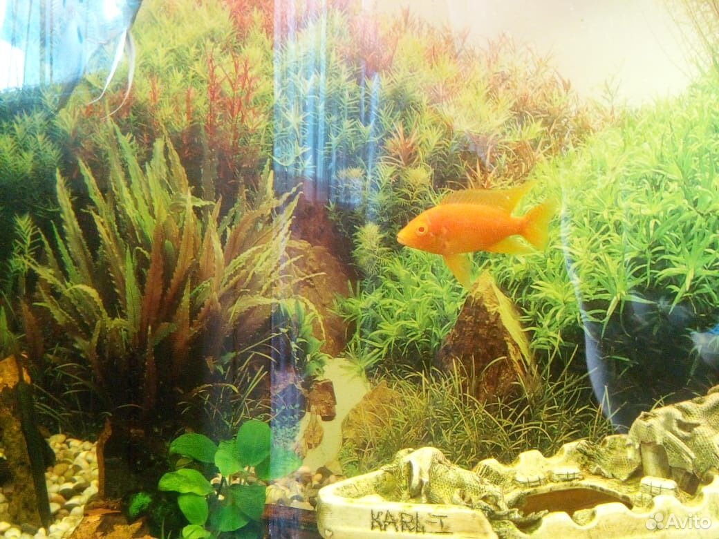 Пролам самца цихлиды в 8 см