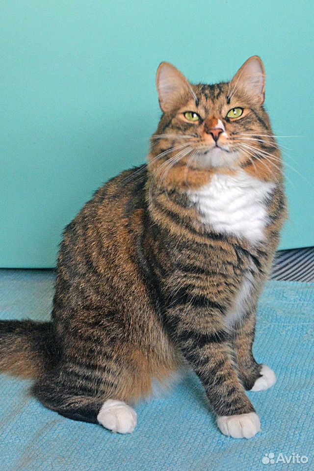 Шикарный кот в добрую семью в дар