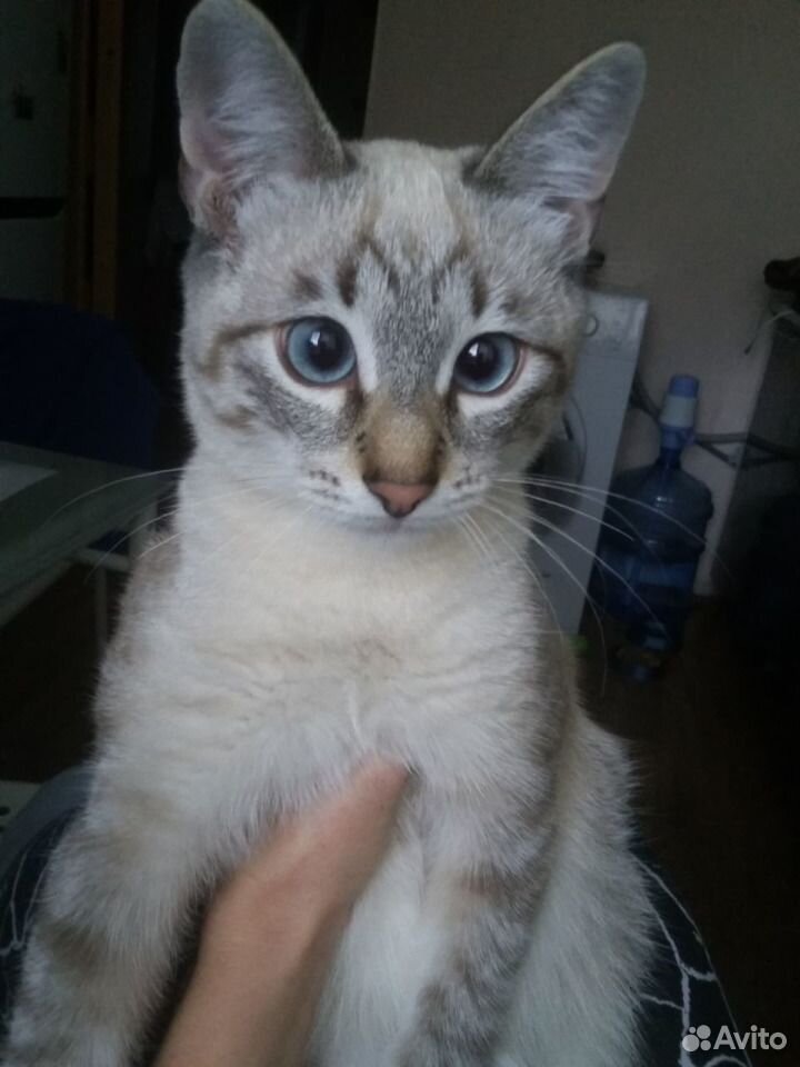 Отдам кота, 5 месяцев