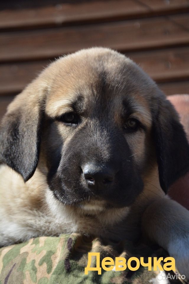 Щенки Кангала