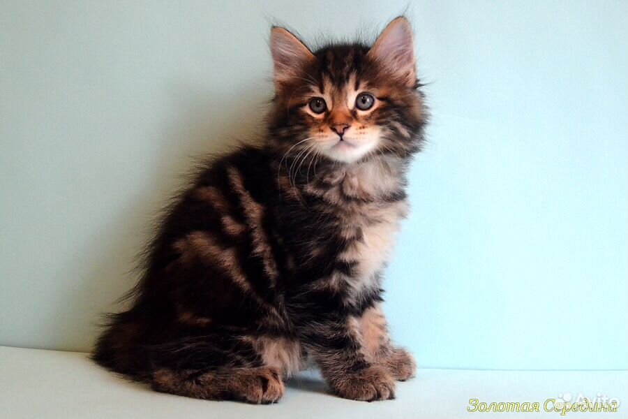 Котята курильского бобтейла