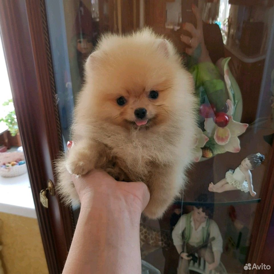 Микро мальчик померанский шпиц