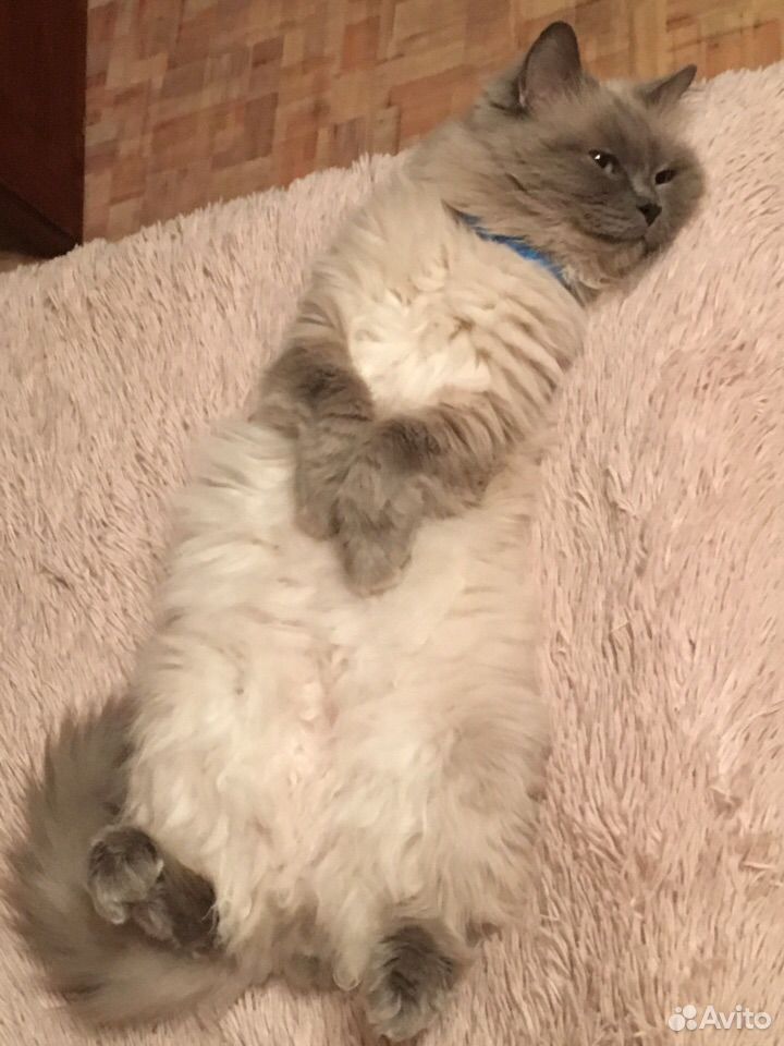 Сведу породистого кота с кошечкой