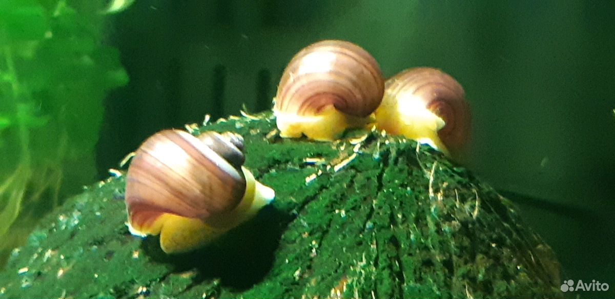 Улитки Ампулярии