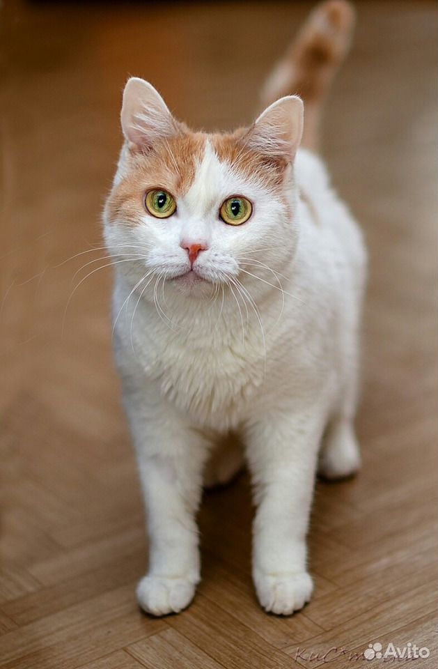 Плюше нужен дом