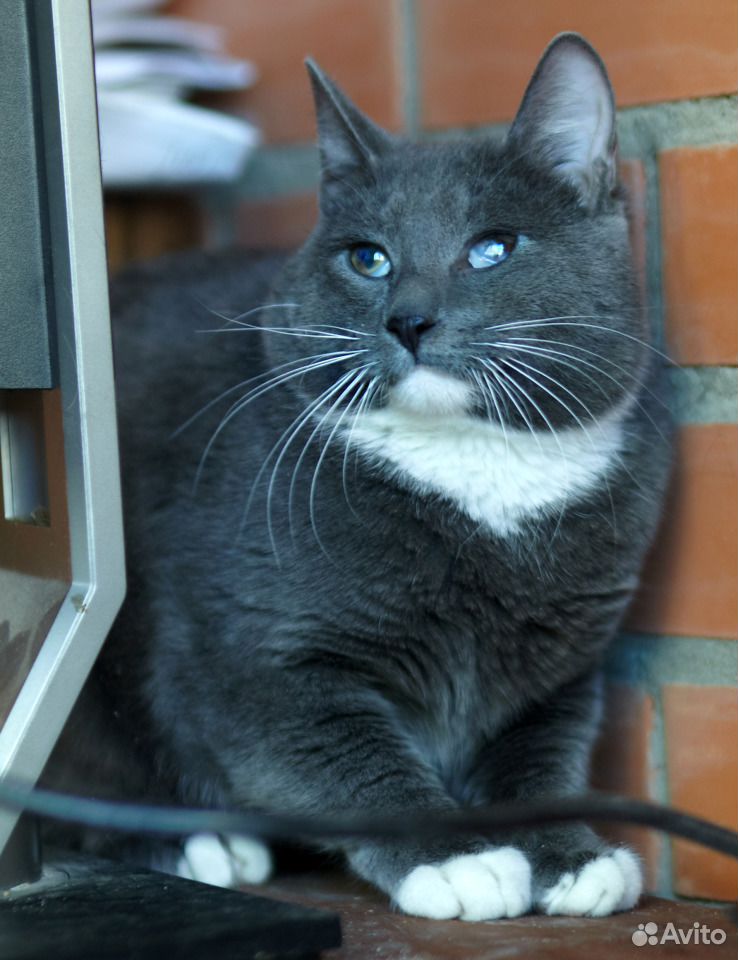 Котик, 9 месяцев, плохо видит