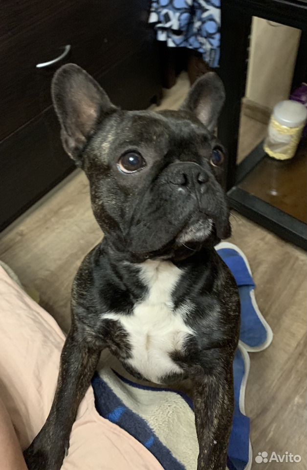 Французский бульдог