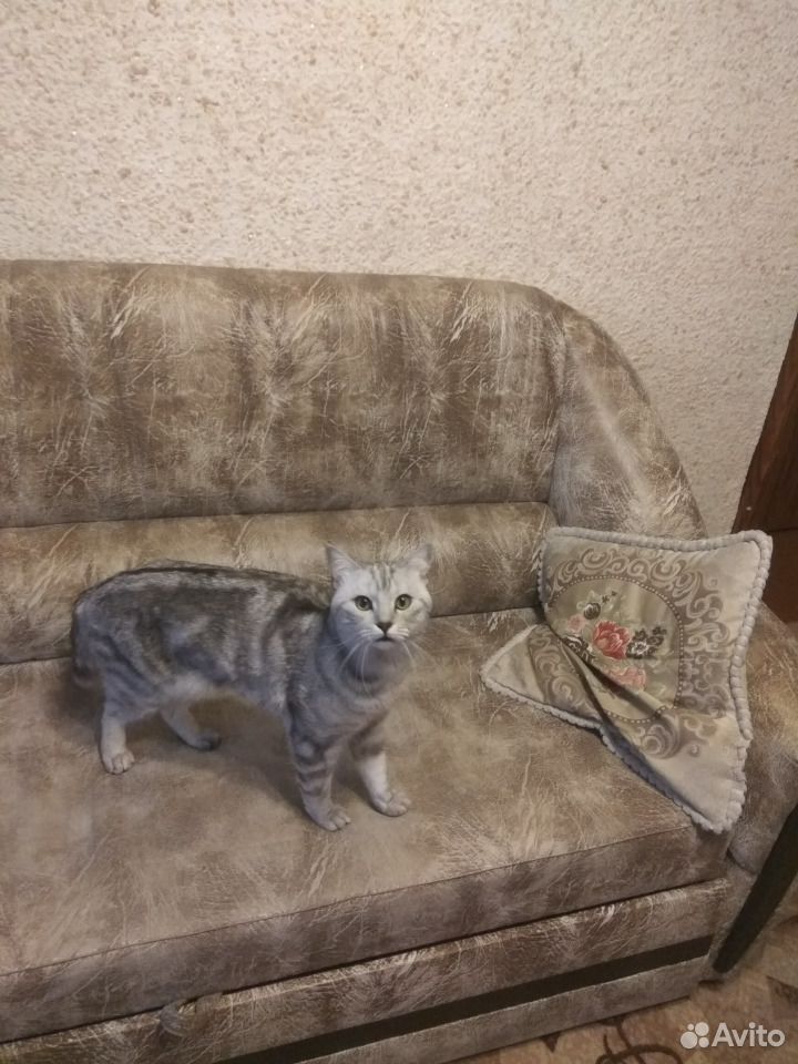 Кот для вязки
