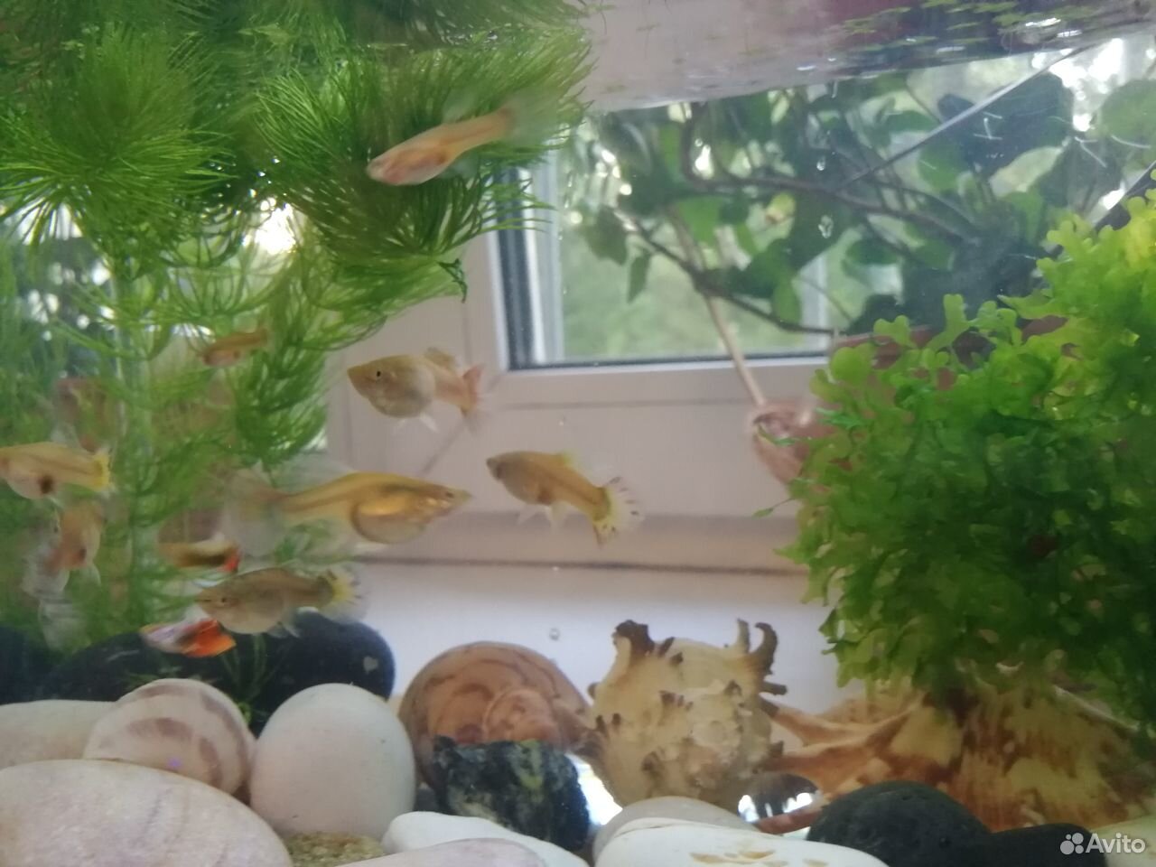 Рыбки аквариумные в банке в добрые руки