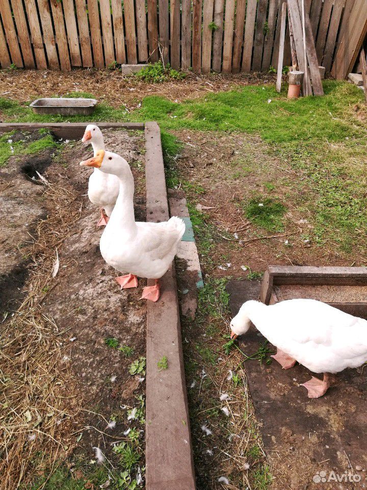 Бройлеры, семья гусей, семья индоуток
