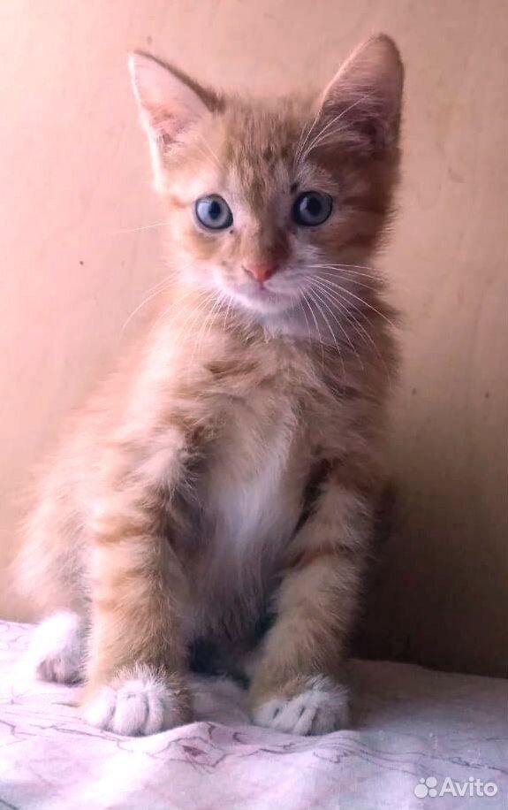 Янтарный рыжик- мальчик Персик 2 мес. в дар