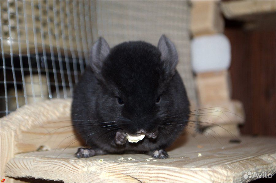 Шиншилленок эбони экстрадарк мальчик