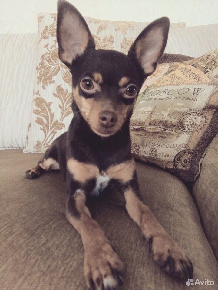 Вязка той терьера