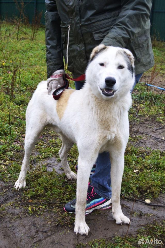 Метис алабая в хорошие руки