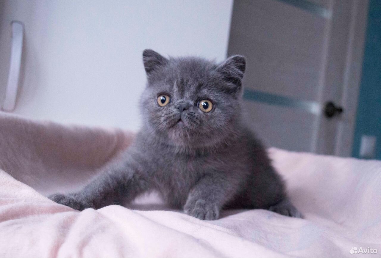 Мальчик экзотик в редком голубом окрасе