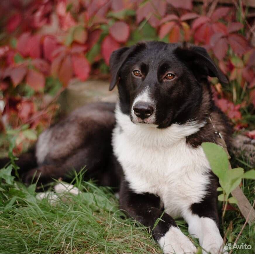 Шикарный щенок Шанни в хорошие руки