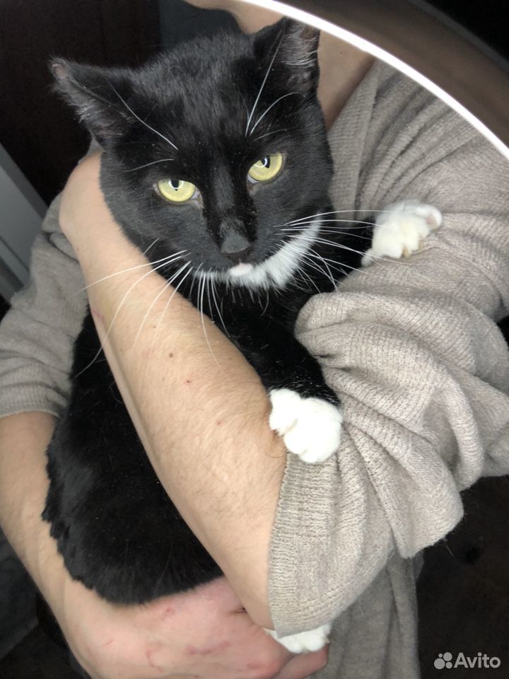 Пристраивается кошечка