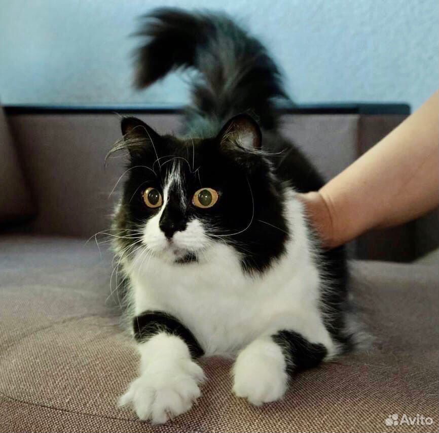 Тоша-сочная и очееень красивая кошечка ищет дом